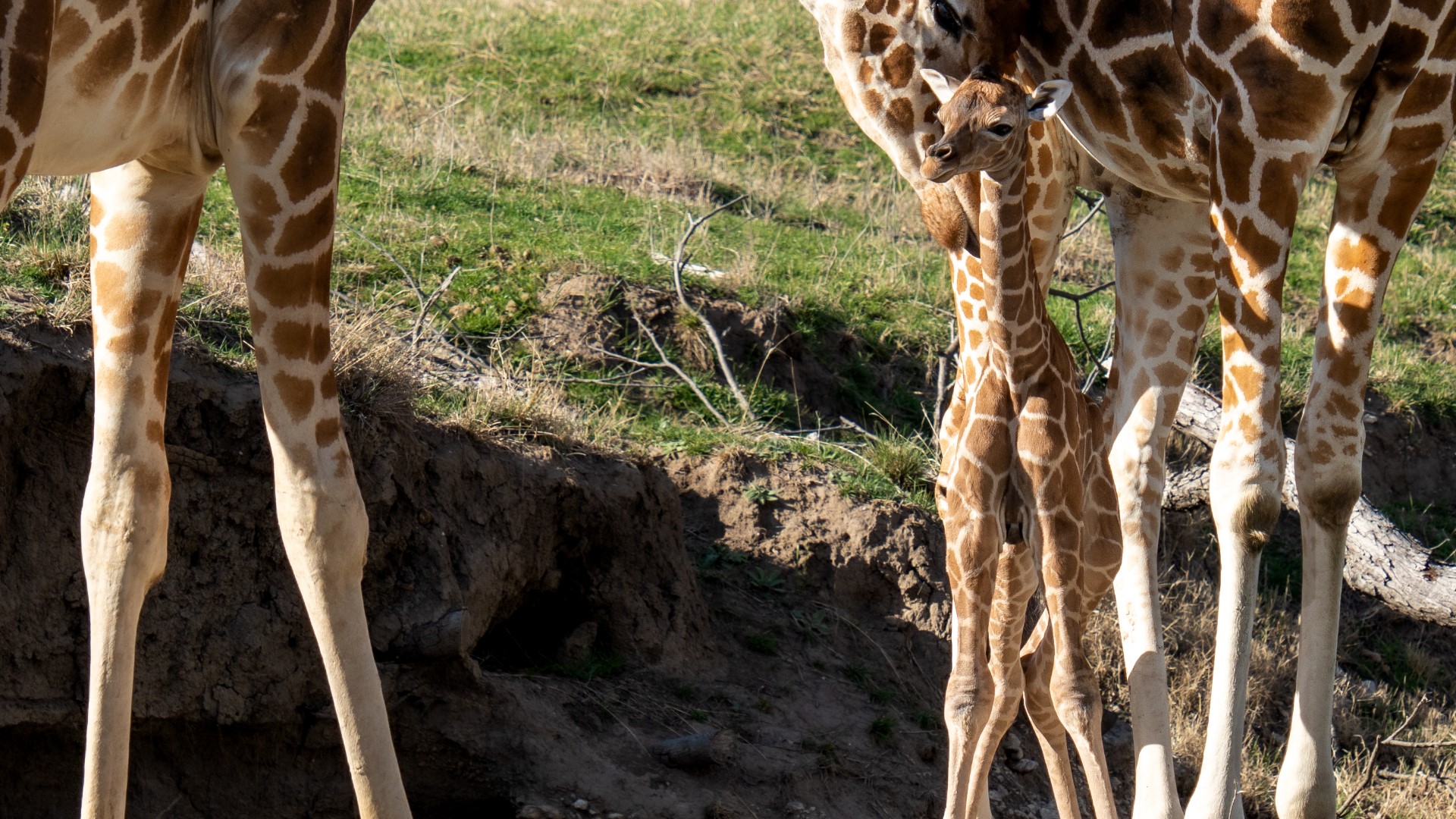 Fossil Rim Wildlife Center welcomes two new baby giraffes | 11alive.com