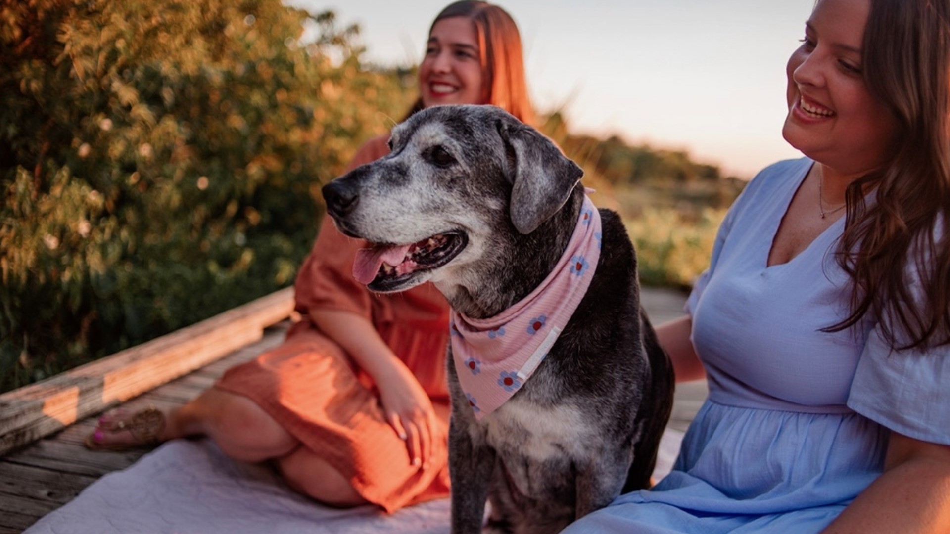 Viral Dallas, Texas dog Annie dies one day after 20th birthday ...