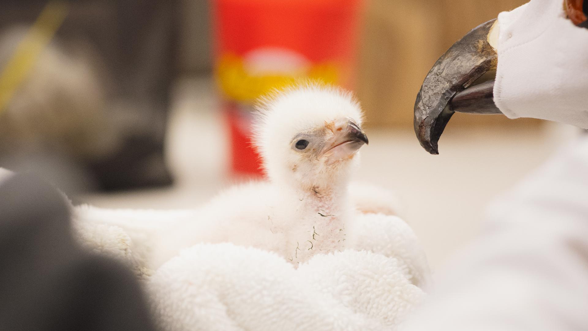 Fort Worth Zoo hatches first African fish eagle chick in 117-year ...