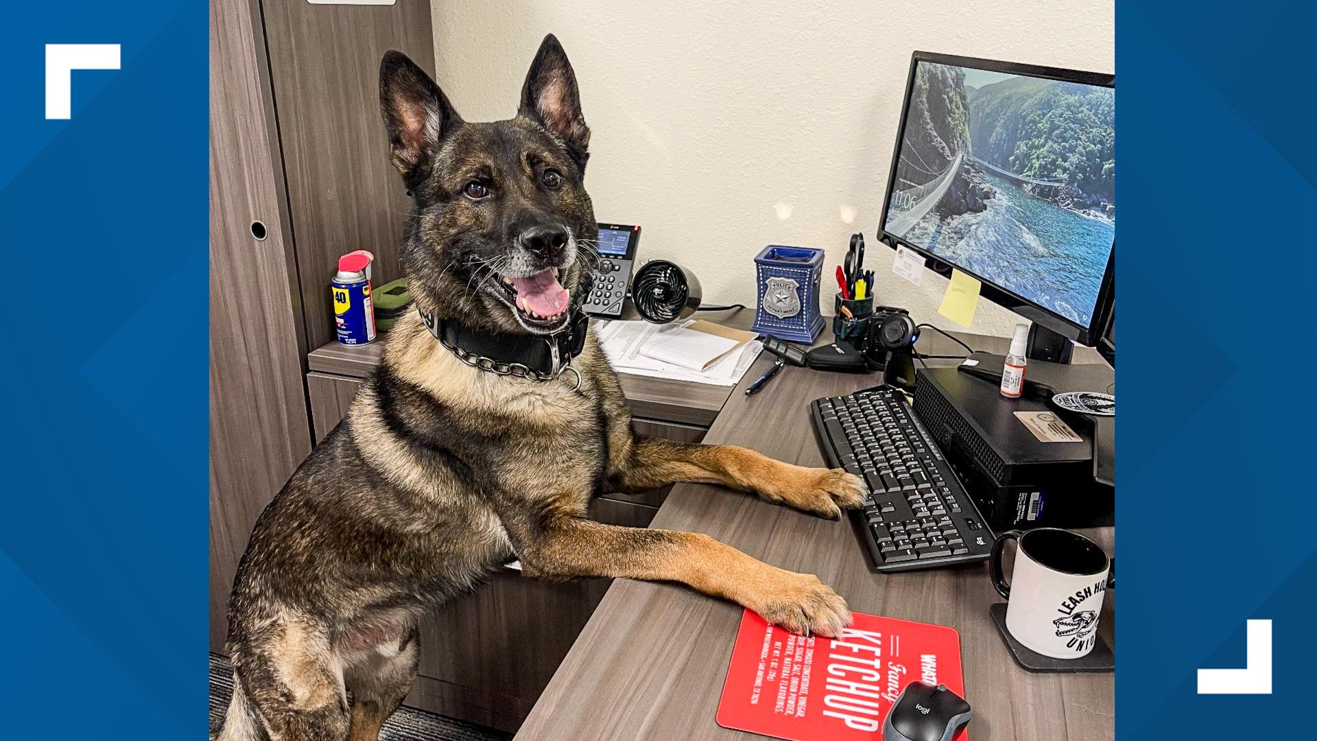 Retired Texas K9 needs healing and your letters of support | 11alive.com