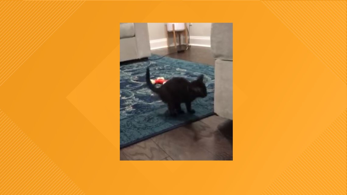 Cat born with backward hind leg paws | 11alive.com