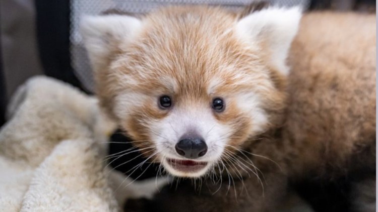 Greensboro Science Center fosters red panda cub Miso | 11alive.com