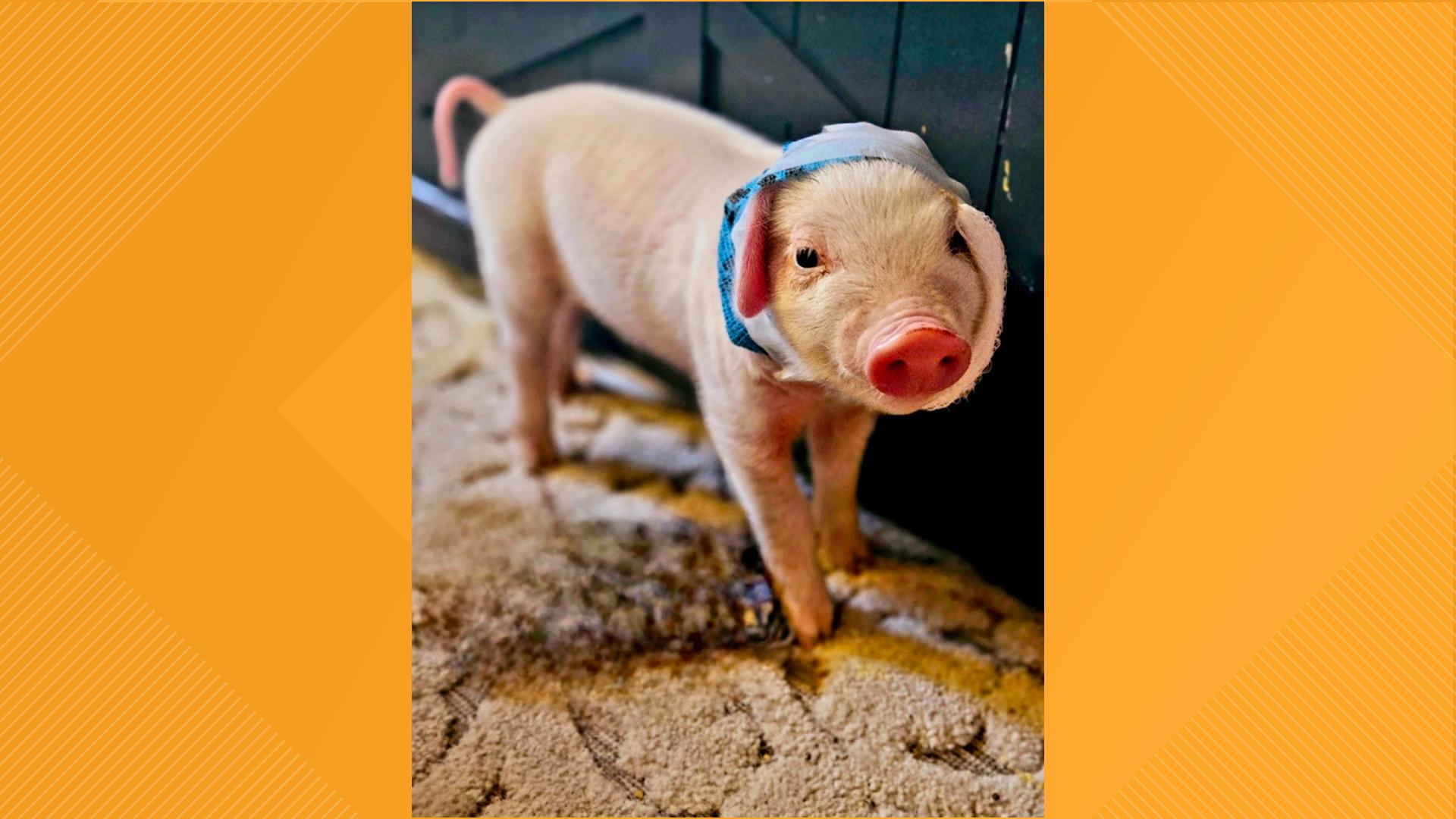 WNY family saves a baby piglet from death | 11alive.com