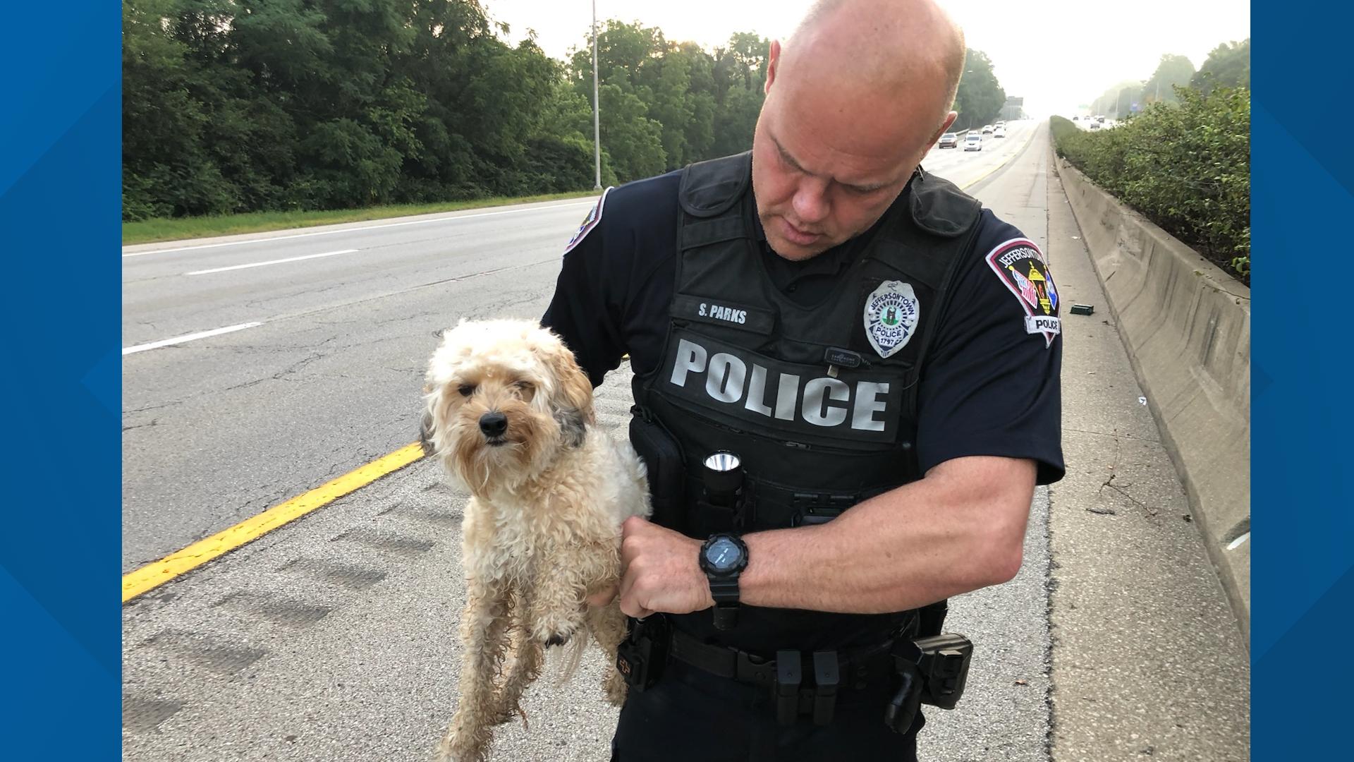Kentucky police officer rescues dog from busy interstate Friday ...