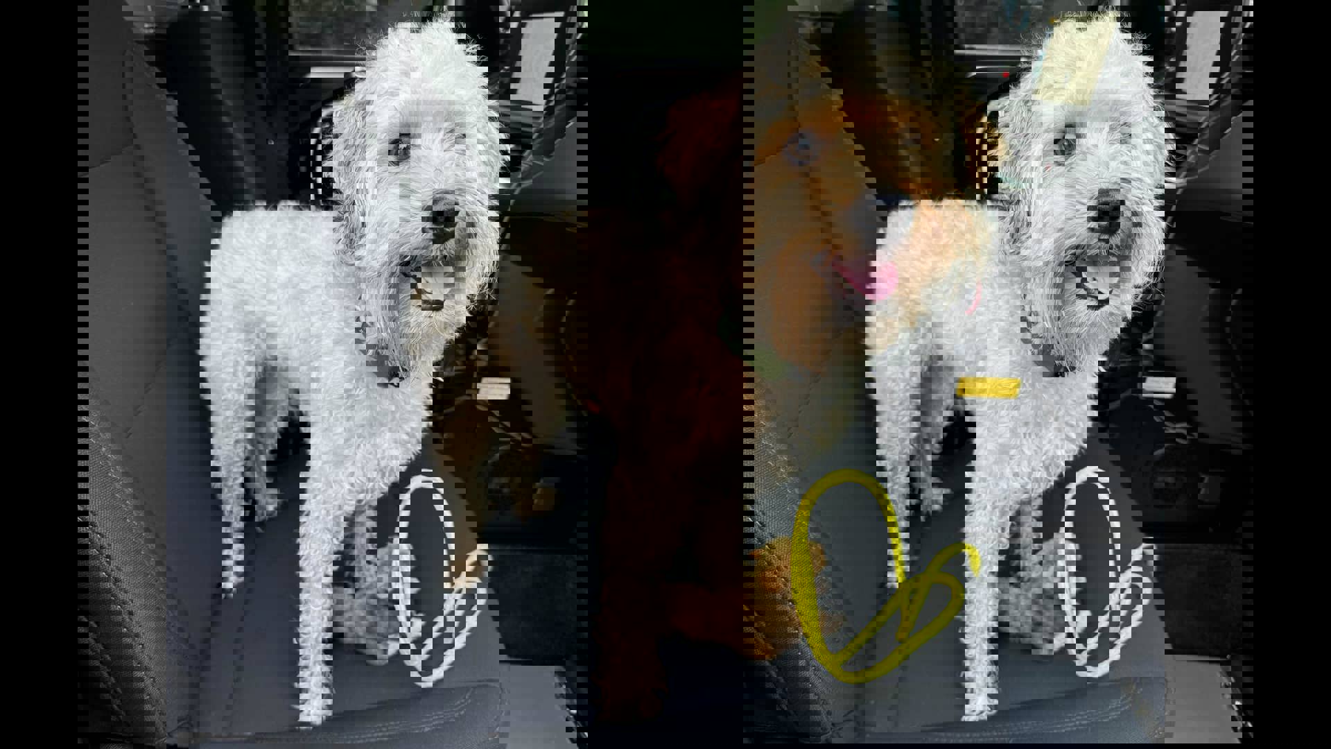 Kentucky police officer rescues dog from busy interstate Friday ...