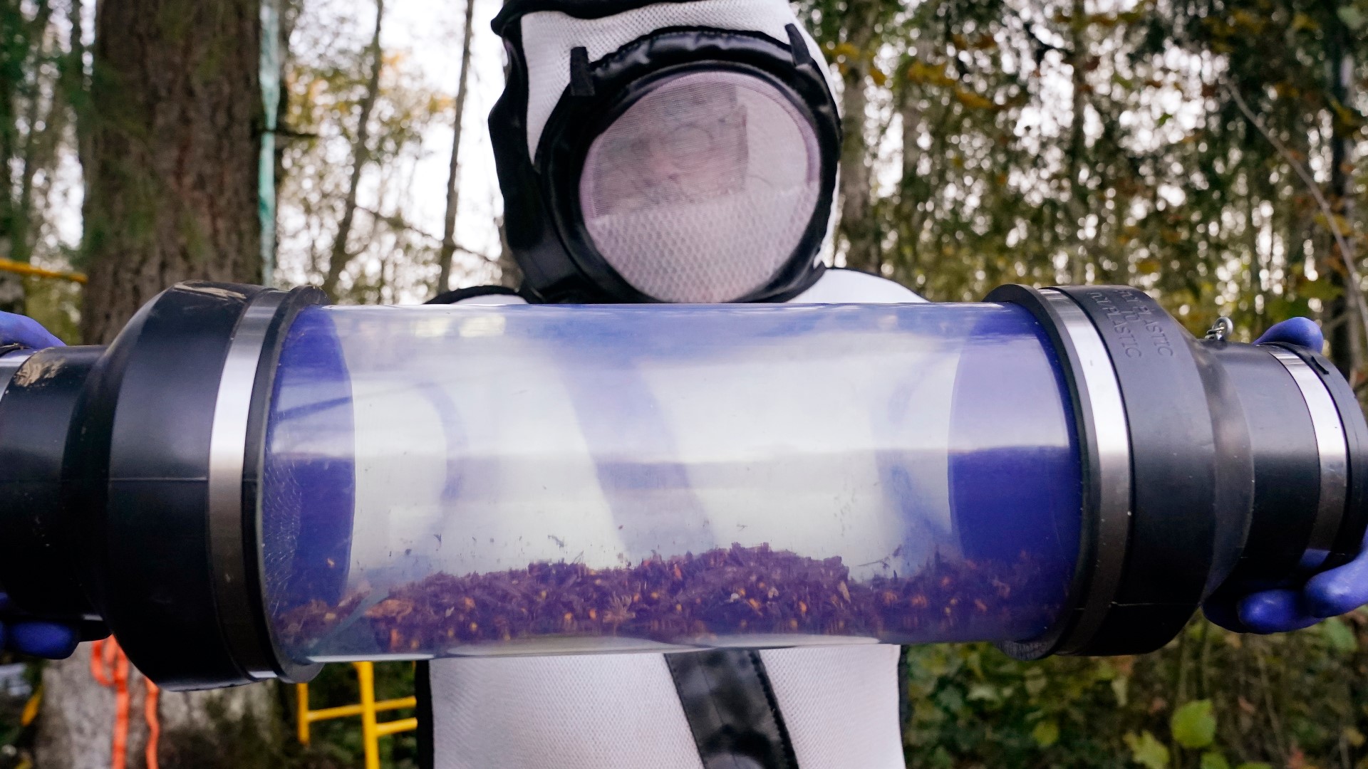 Crews vacuum 'murder hornets' out of Washington nest | 11alive.com