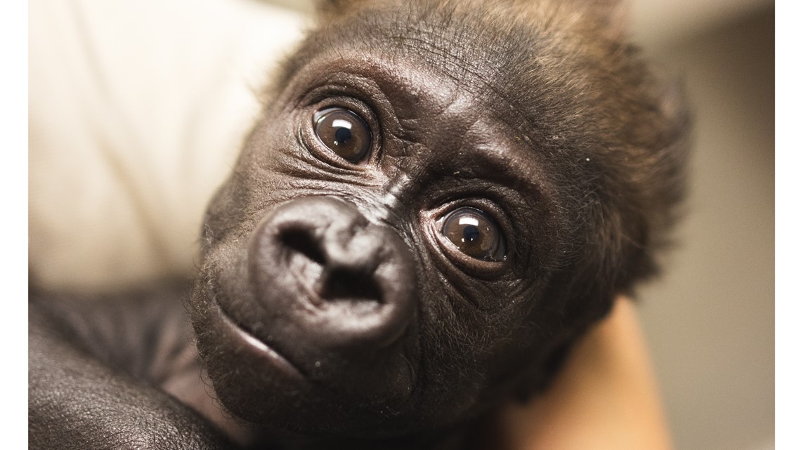 Baby gorilla Jameela: Cleveland Metroparks Zoo shares update | 11alive.com