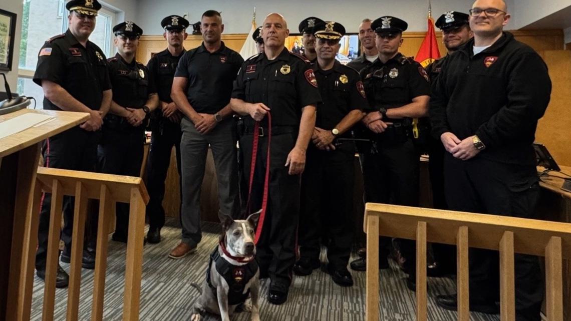 Abandoned pit bull Mouse becomes therapy dog in West Warwick, Rhode ...