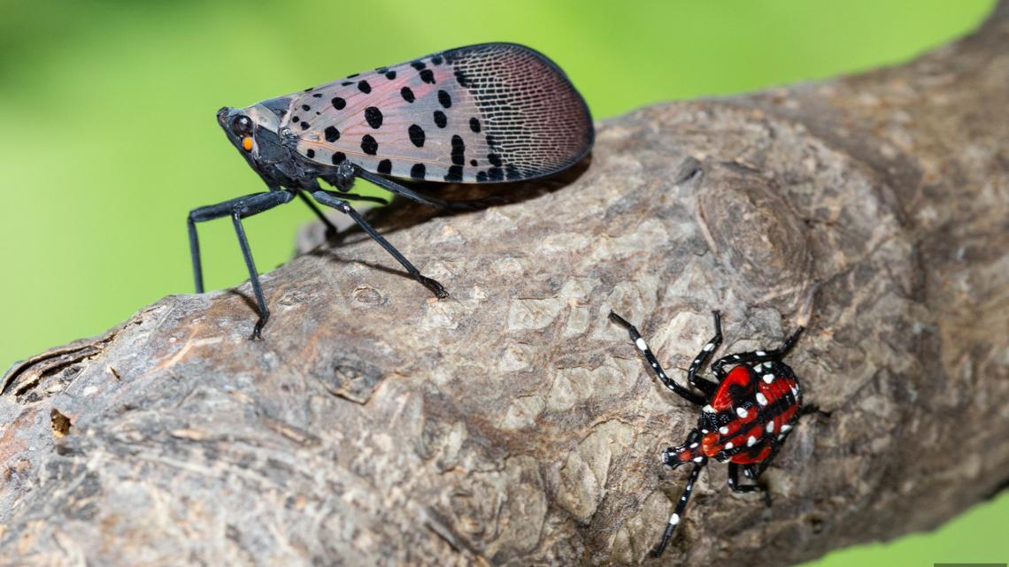 Spotted Lanternfly in Georgia | 11alive.com