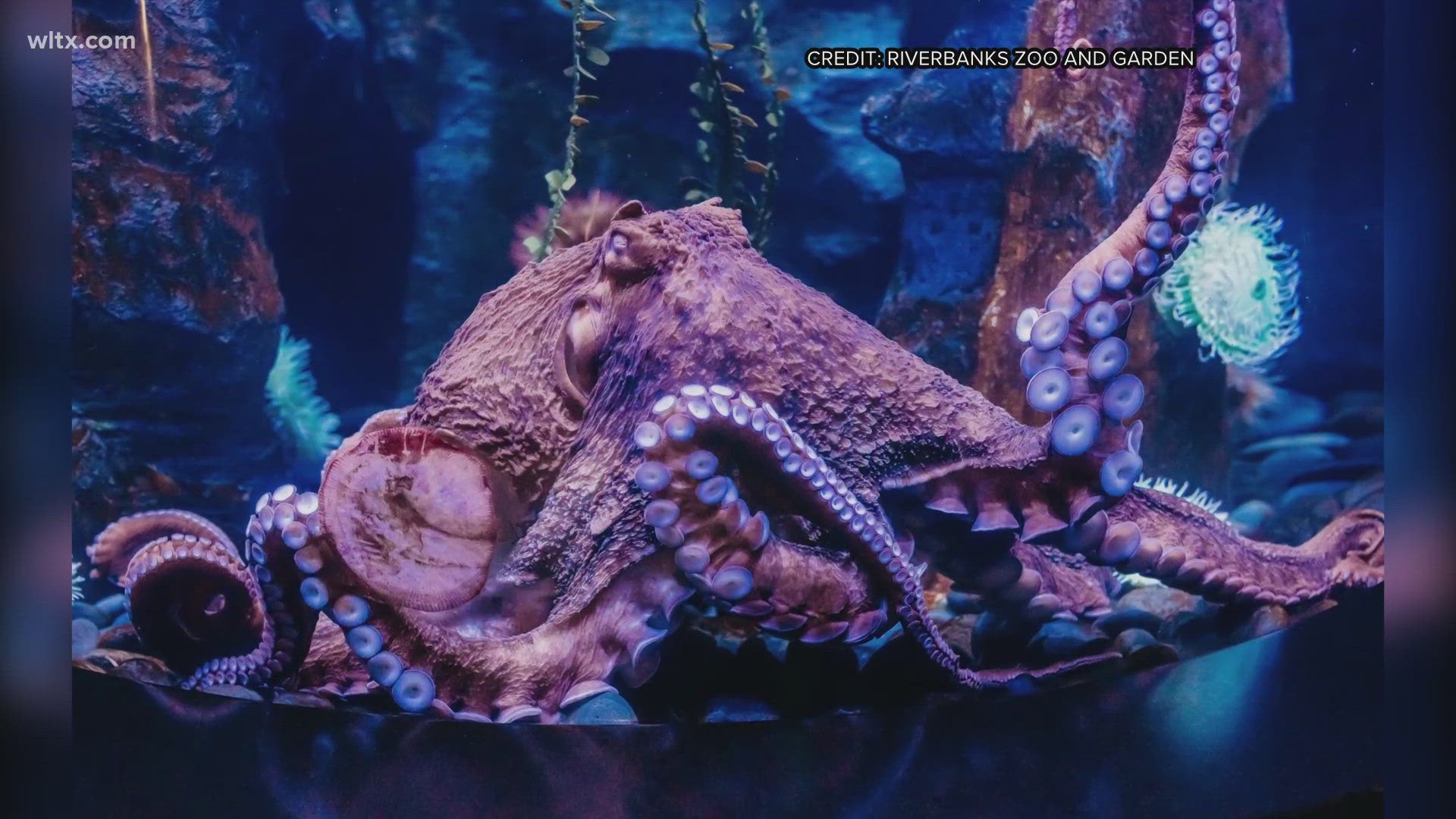 Giant Pacific Octopus at Riverbanks Zoo dies | 11alive.com