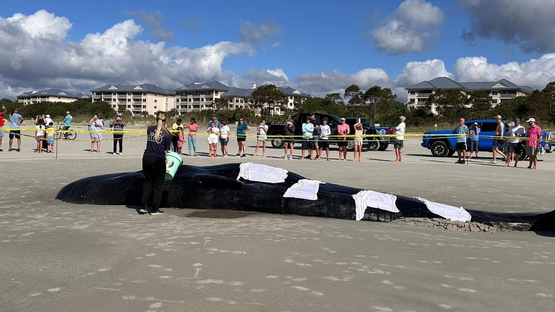 Sperm whale beached on Hilton Head Island on Sunday to be euthanized ...