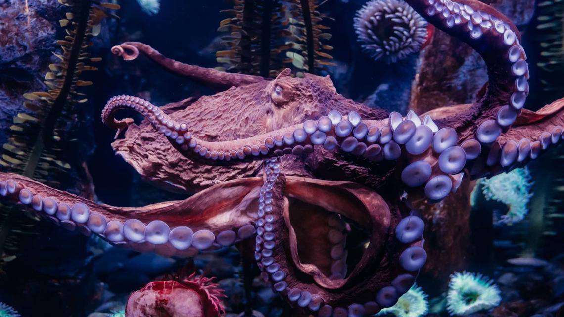 Giant Pacific Octopus at Riverbanks Zoo dies | 11alive.com
