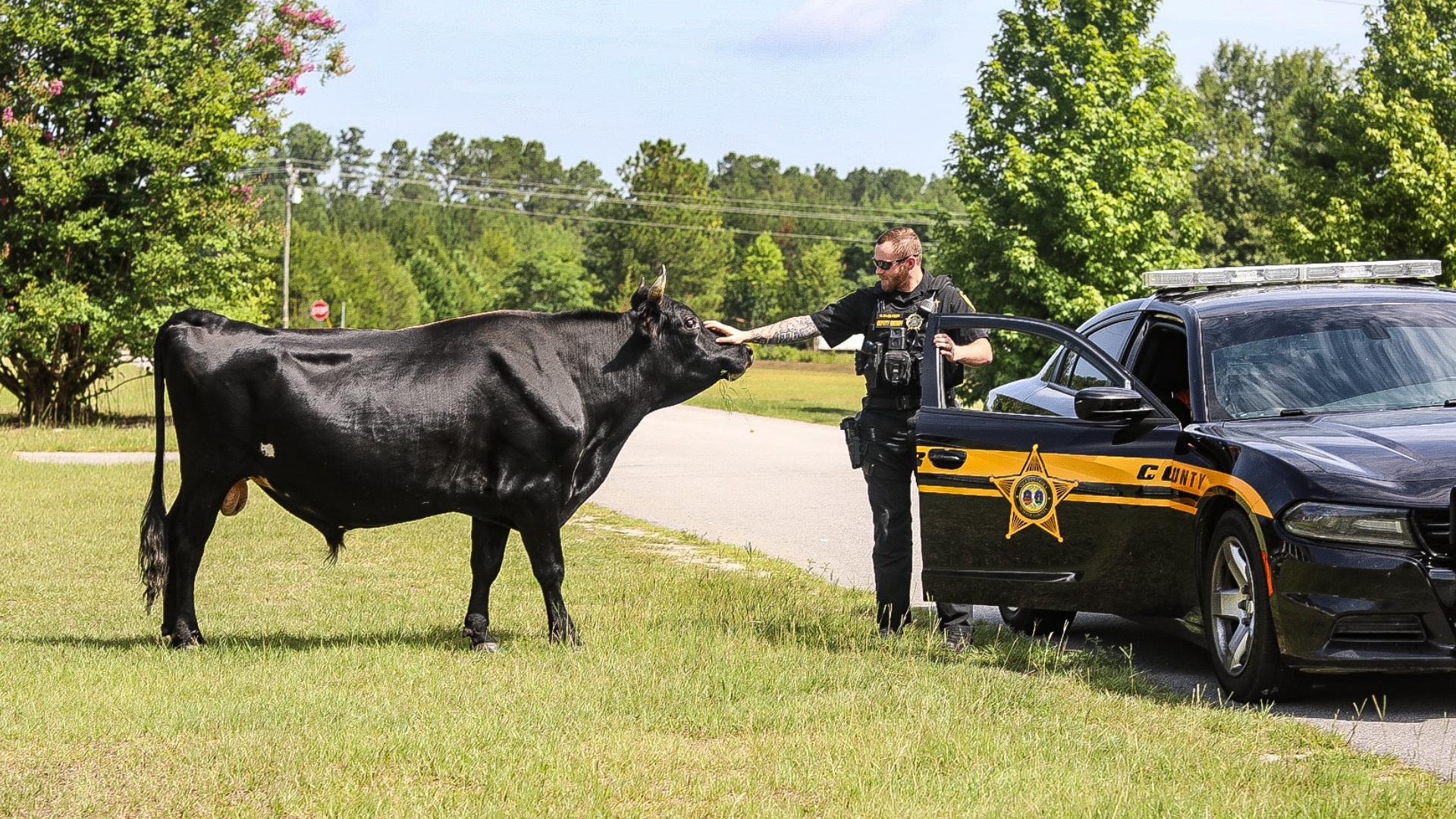 Sumter Sheriff's deputies wrangle stray bull | 11alive.com