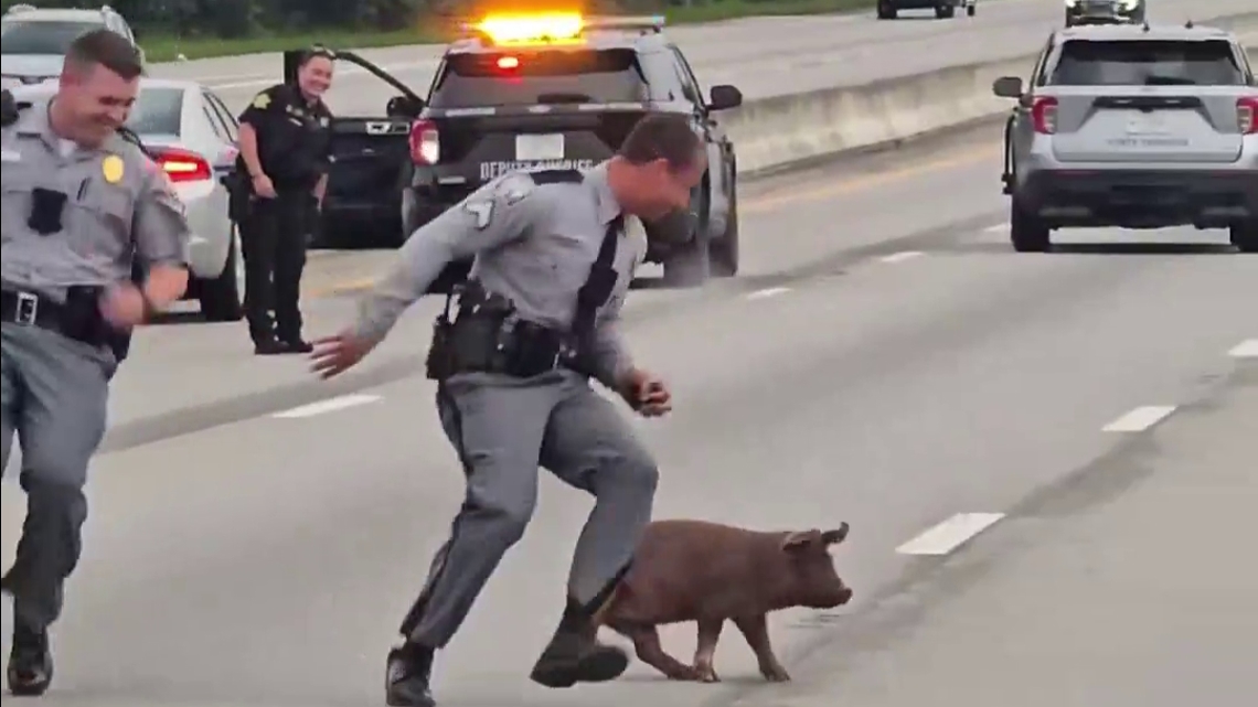 Pig chase on I-26 ends with rescue by South Carolina troopers | 11alive.com