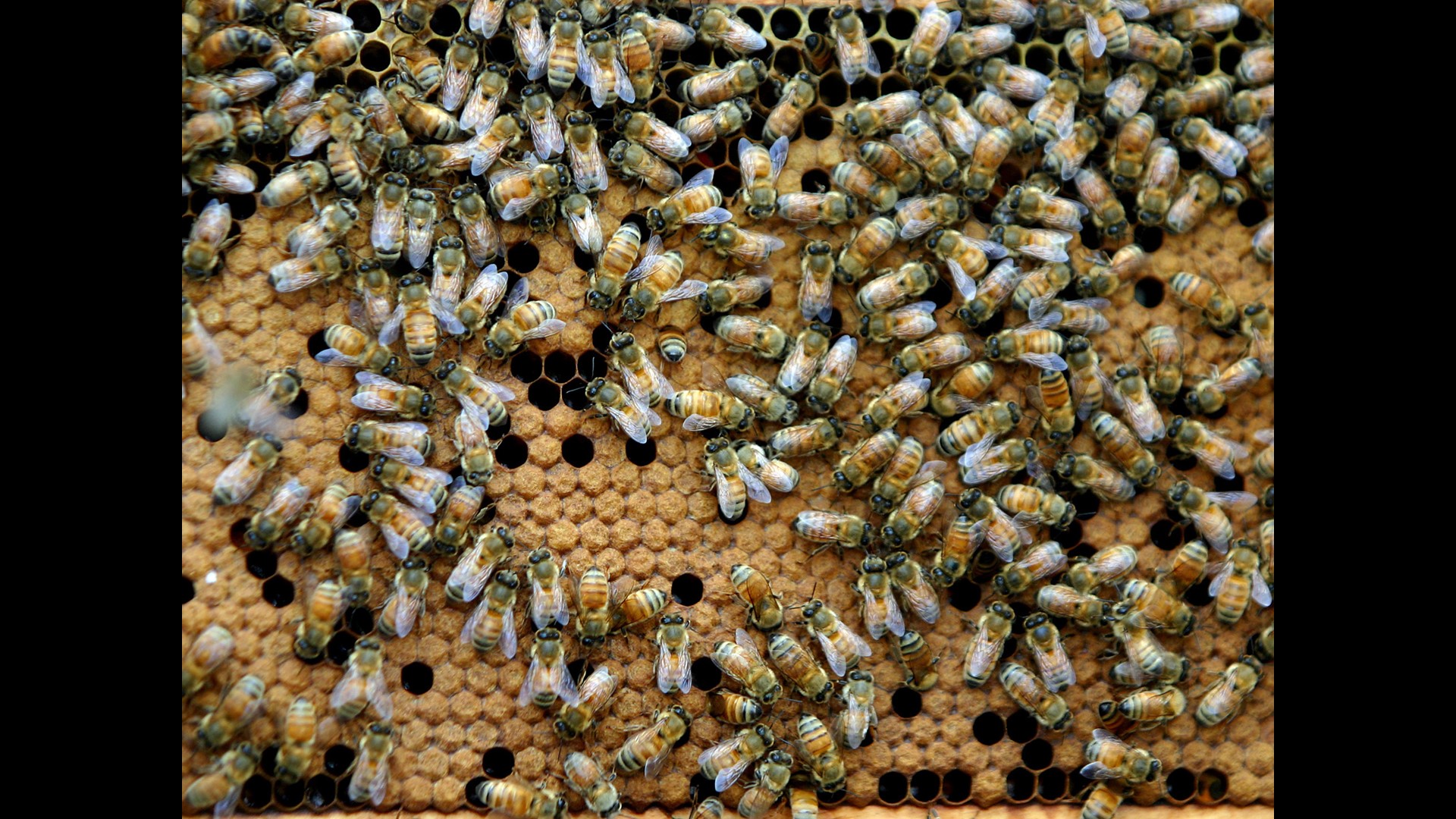 Just Curious: Are bees an endangered species? | 11alive.com