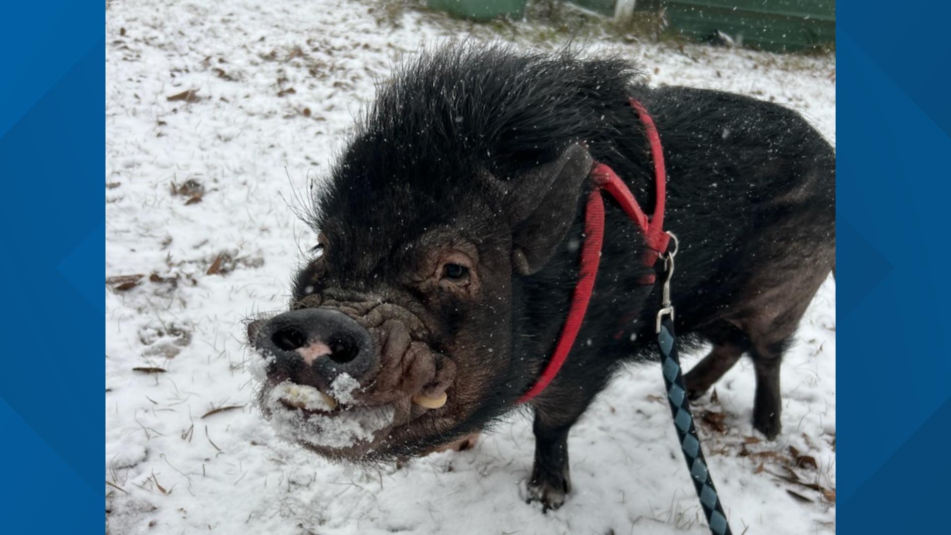 PHOTOS: Snowstorm hits Central Georgia, offering beautiful winter ...