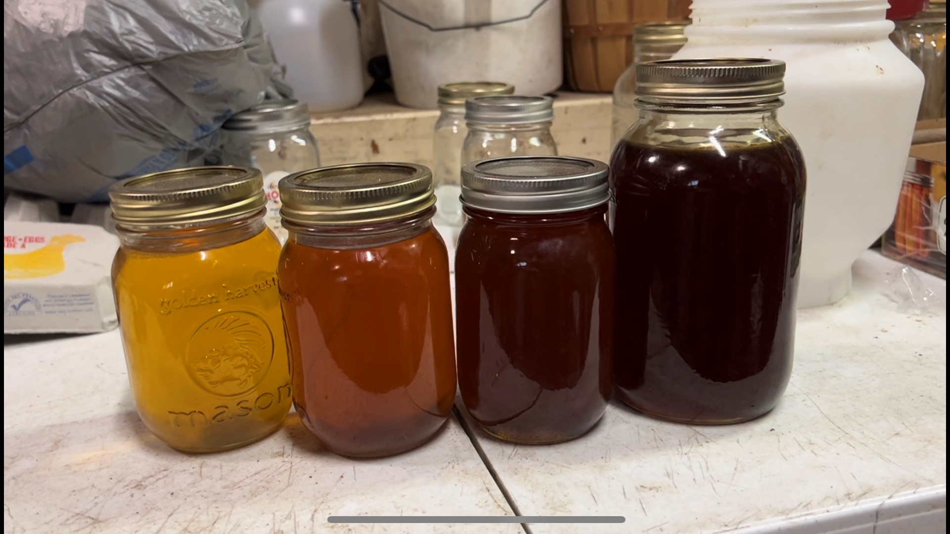 Bees & Weather: A bond that sustains Georgia's Agriculture! | 11alive.com