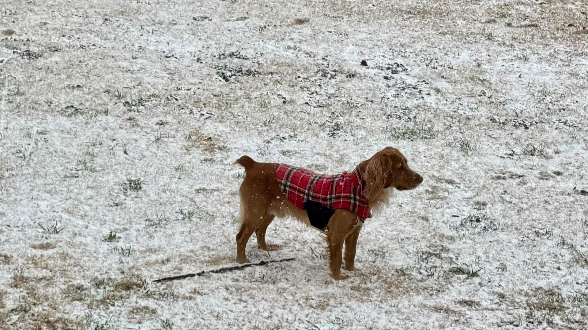 PHOTOS: Snowstorm hits Central Georgia, offering beautiful winter ...