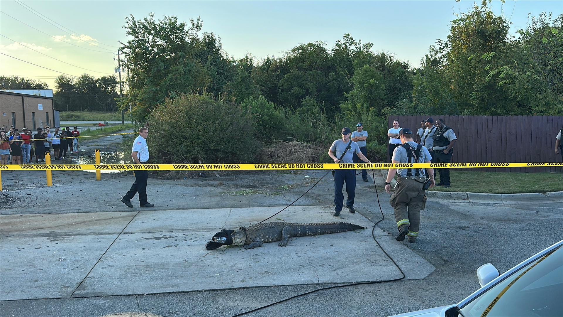 Alligator found near McDonald's in Macon tied up | 11alive.com