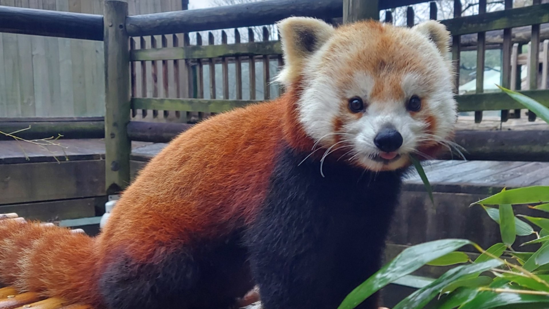 Zoo Atlanta's red panda Ruby dies | 11alive.com