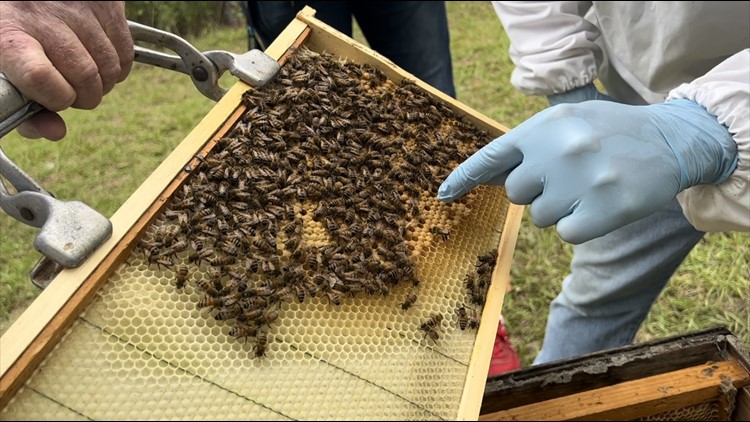 Bees & Weather: A bond that sustains Georgia's Agriculture! | 11alive.com