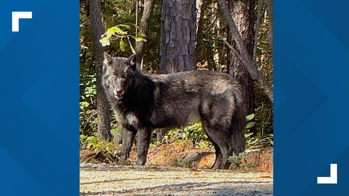 DNR confiscates 'illegal' wolf in North Georgia | 11alive.com