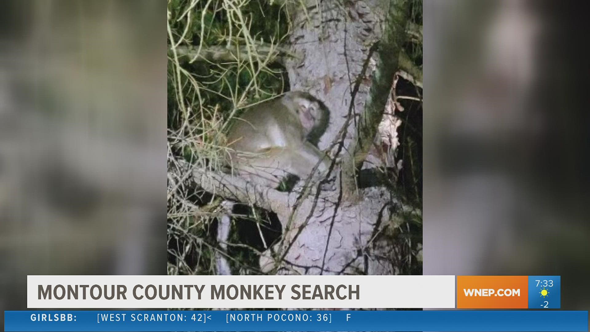 Monkeys escape after crash near Danville | 11alive.com