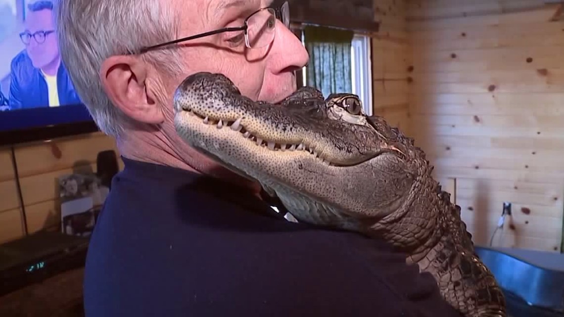 Alligator denied entry to Phillies game | 11alive.com