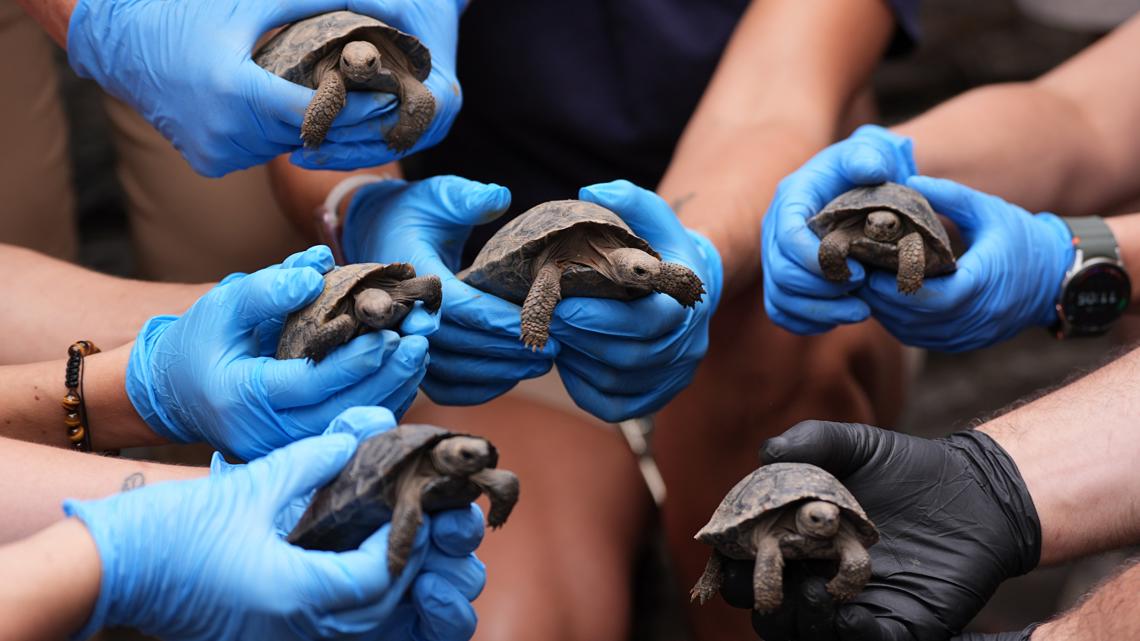 Tortoise hatchlings born of century-old parents welcomed at ...