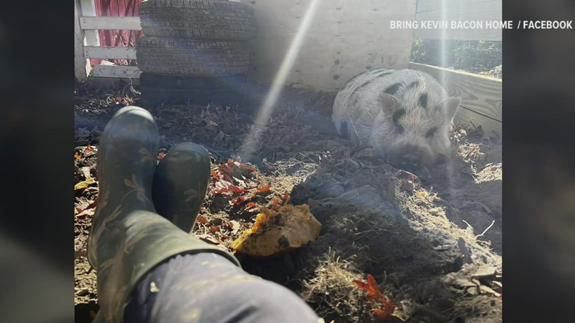 A Halloween miracle | 'Kevin Bacon' the pig has been caught | 11alive.com