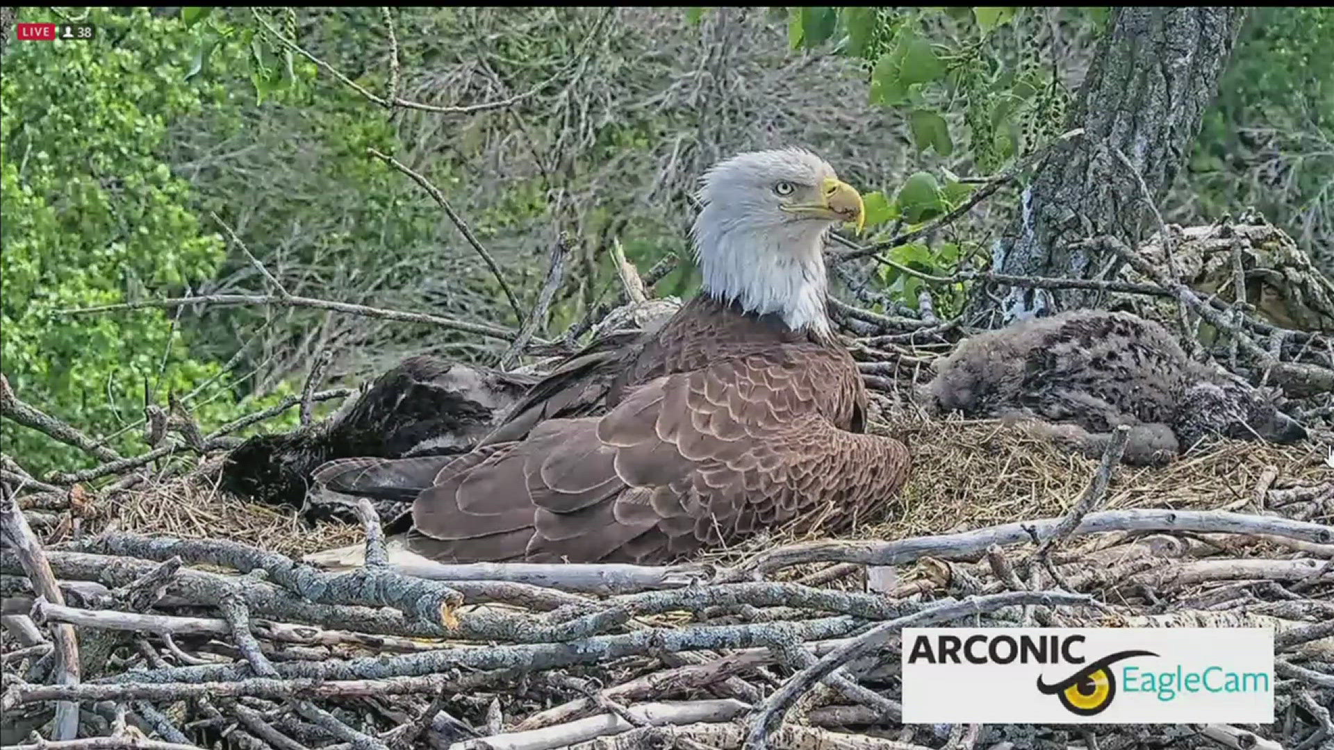 Arconic eaglets named Caitlin and Clark | 11alive.com