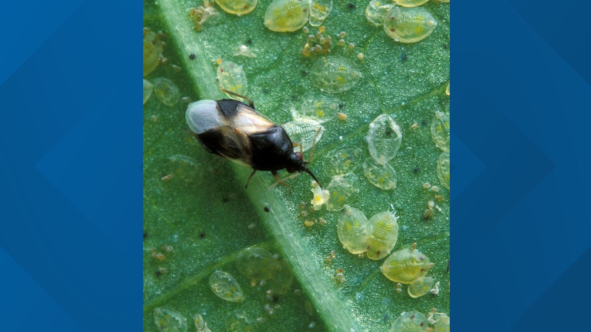 Minute Pirate Bugs | Tiny fall bugs | 11alive.com