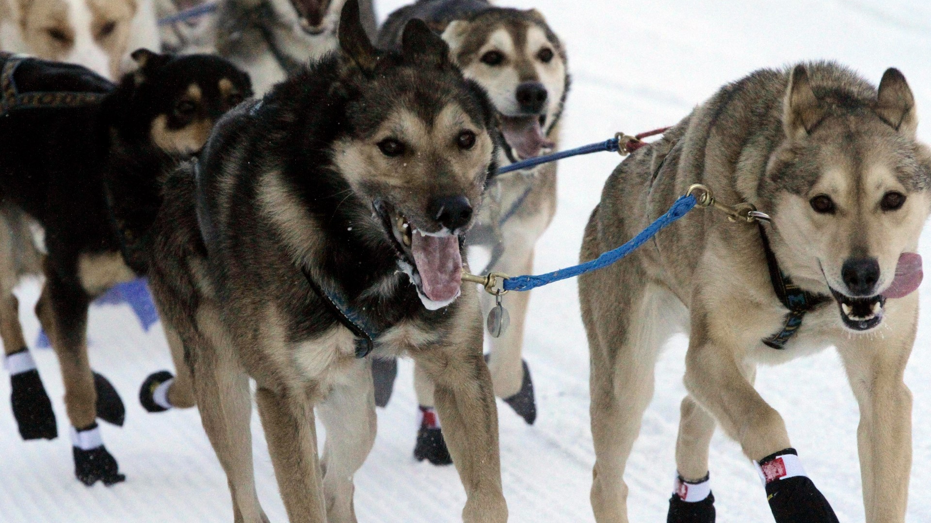 Iditarod sled dog race kicks off trek across Alaska | 11alive.com