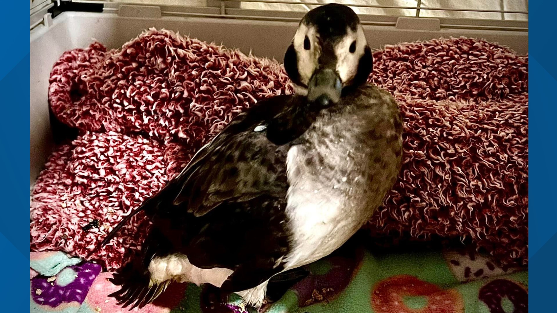 Rare duck from Arctic saved by girl in Greenfield | 11alive.com