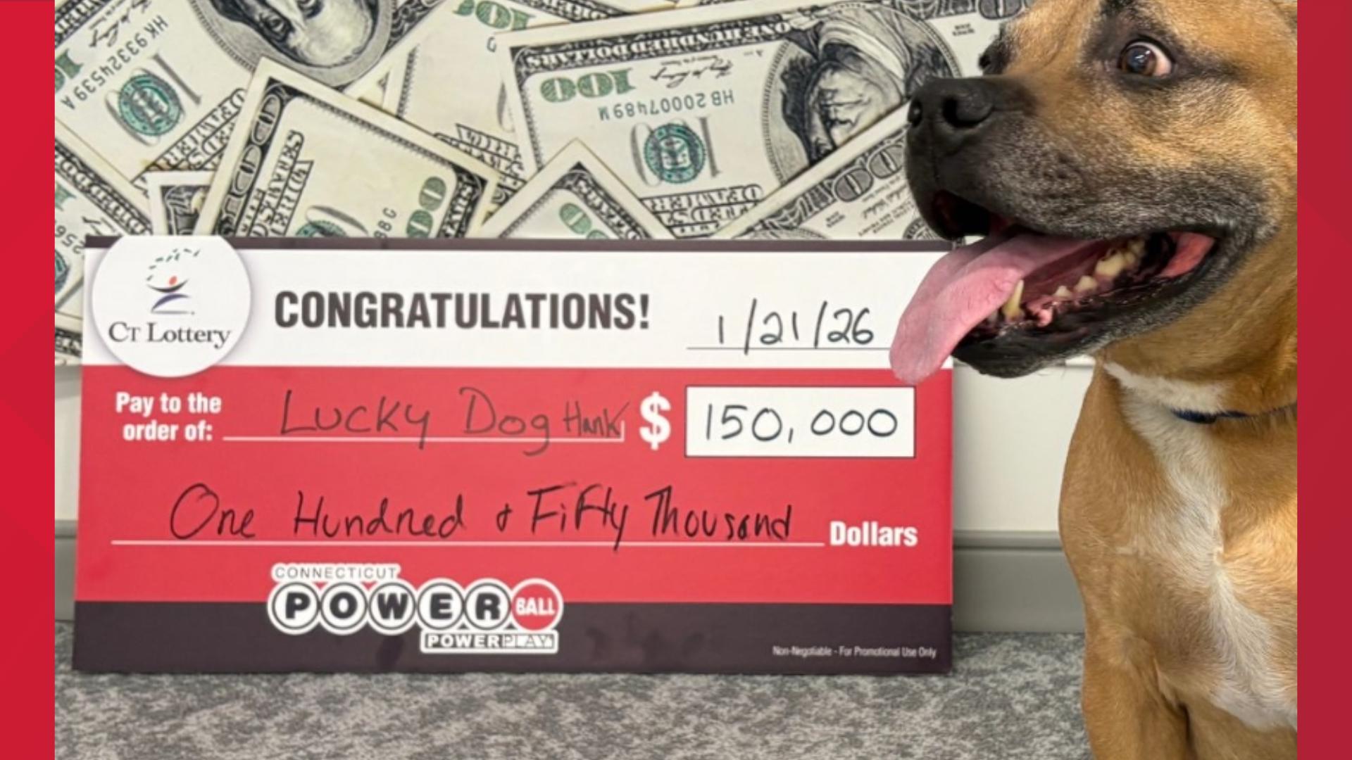 Dog getting ACL surgery after owner wins $150,000 Powerball prize ...