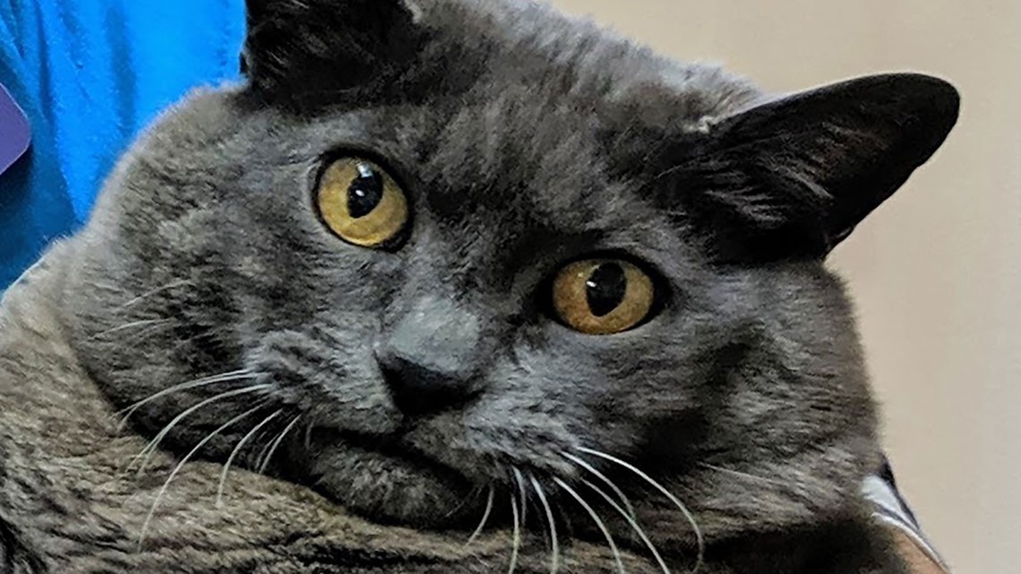 How to tell if your pet is overweight and how to help | 11alive.com