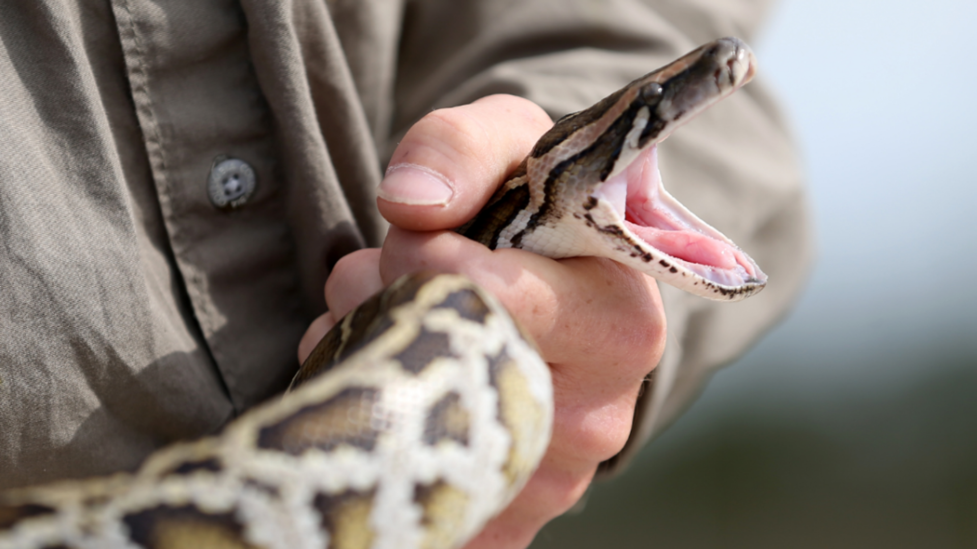 Famed chef Gordon Ramsay cooks up Burmese python while filming in ...