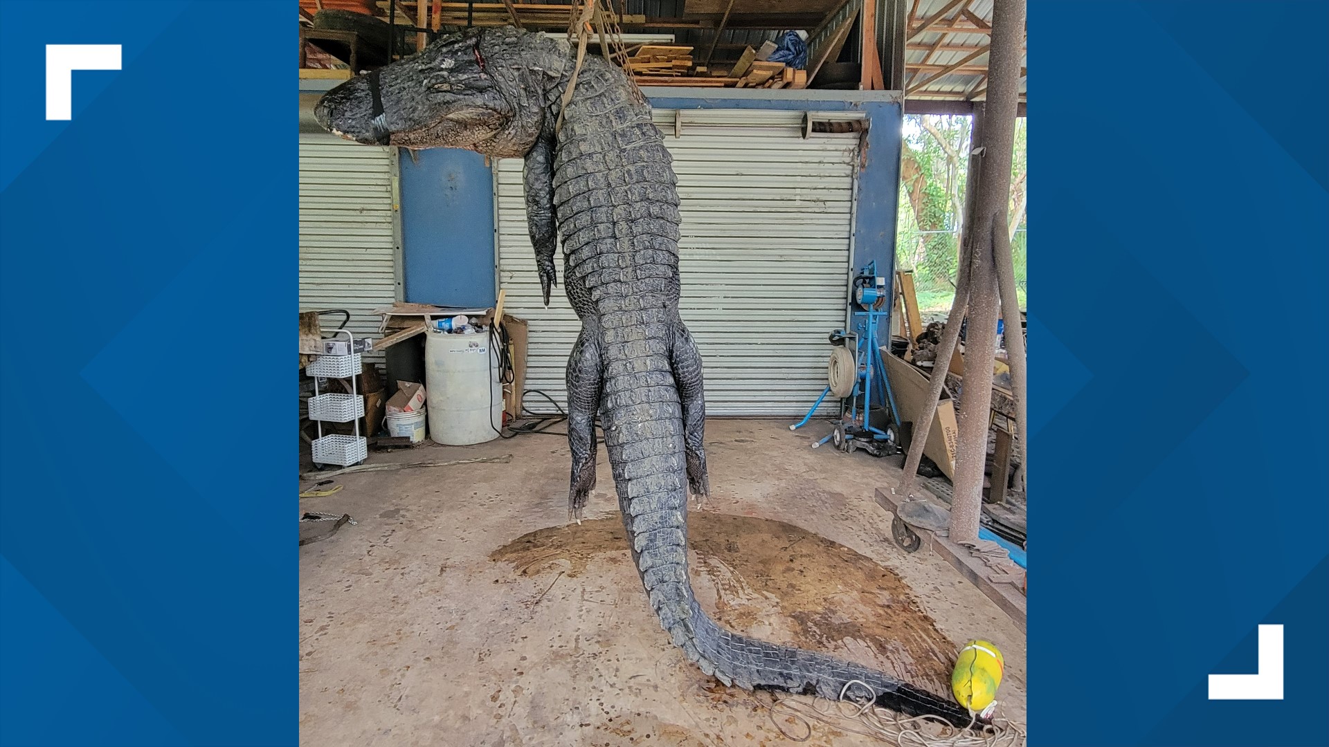 Massive gator found in Putnam County | 11alive.com