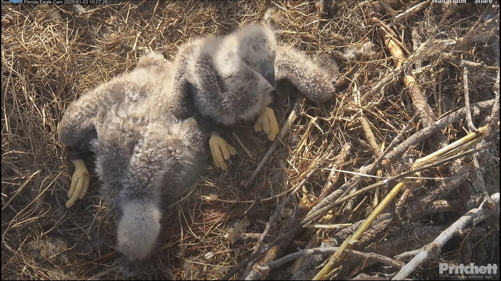 Southwest Florida eaglets that died tested positive for bird flu ...