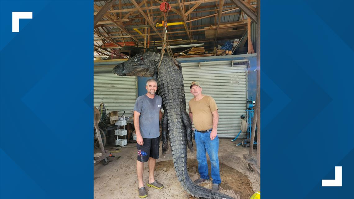 Massive gator found in Putnam County | 11alive.com