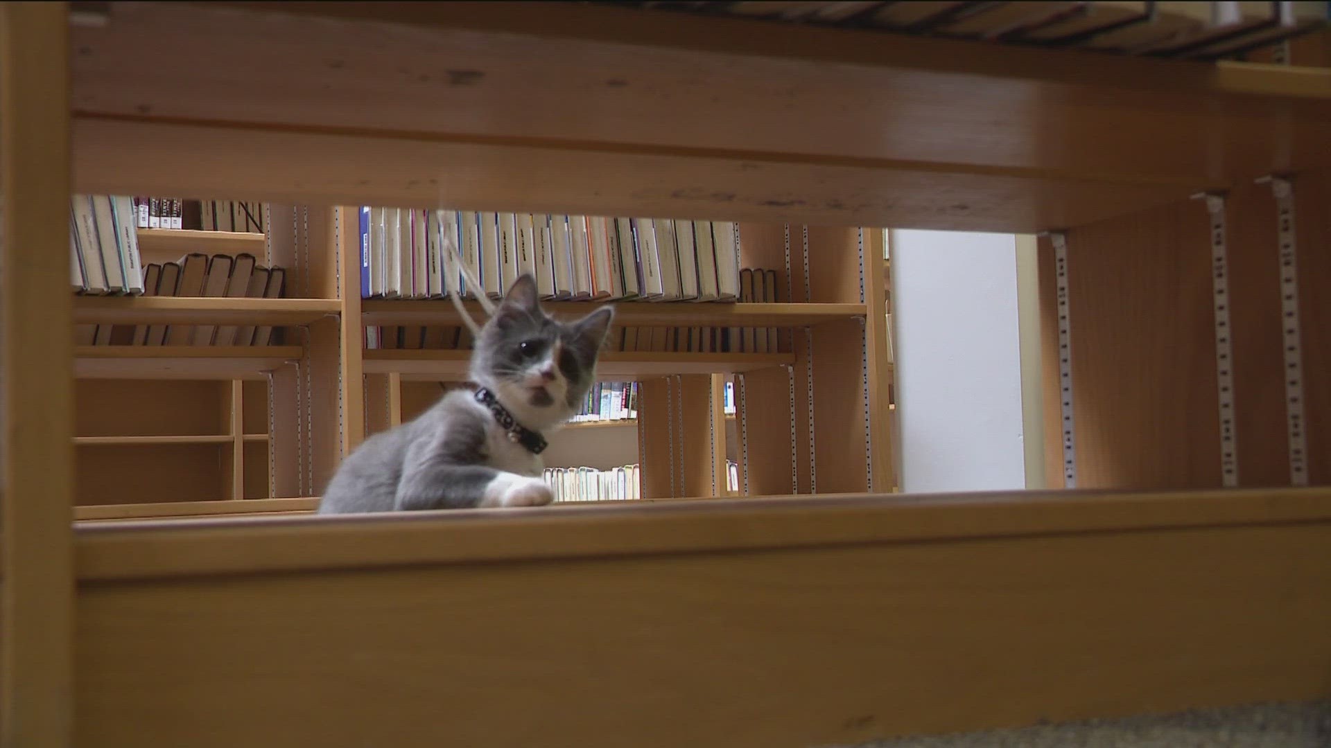 Benny the cat: Swanton Public Library's newest employee | 11alive.com