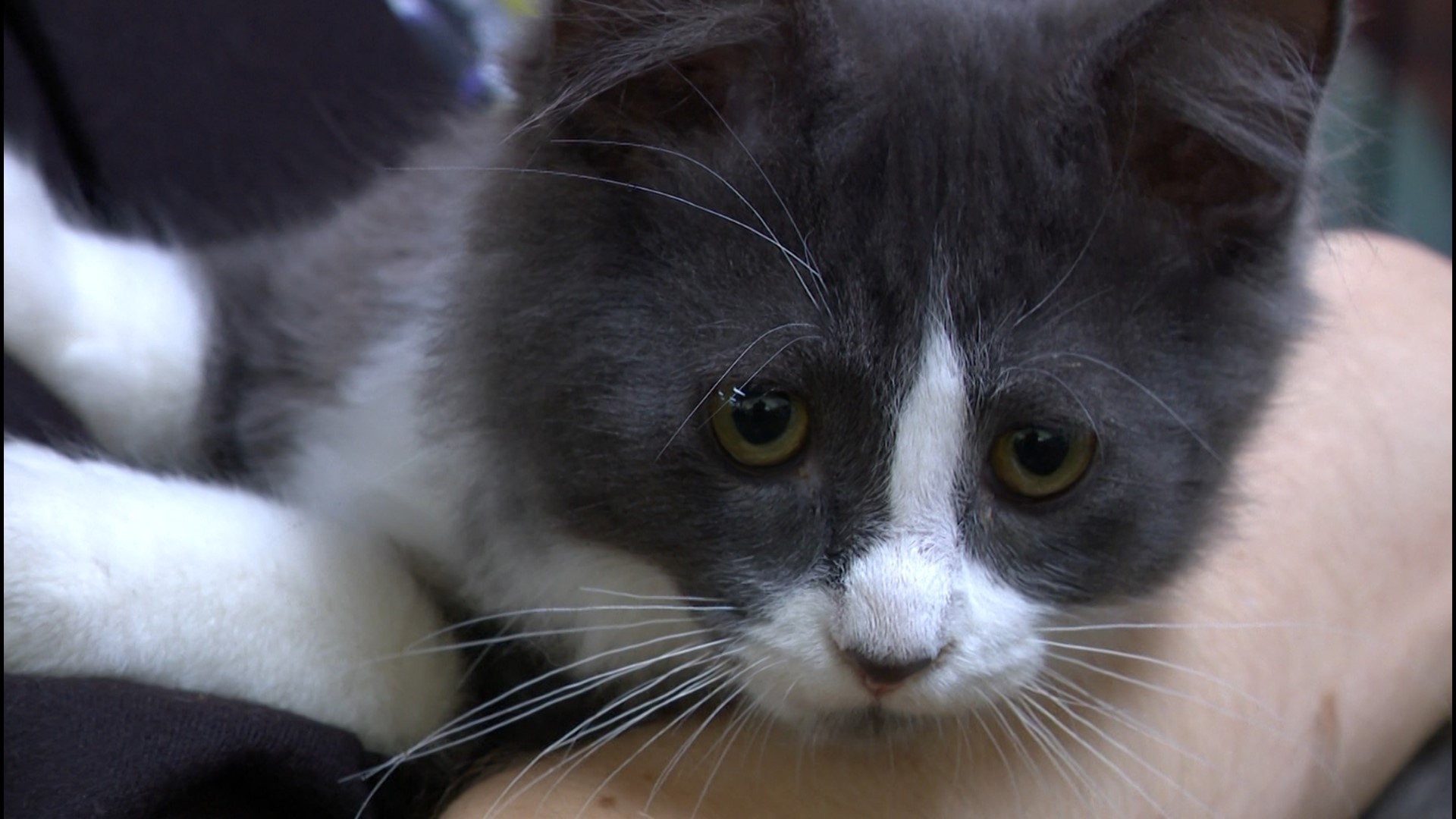 Benny the cat: Swanton Public Library's newest employee | 11alive.com