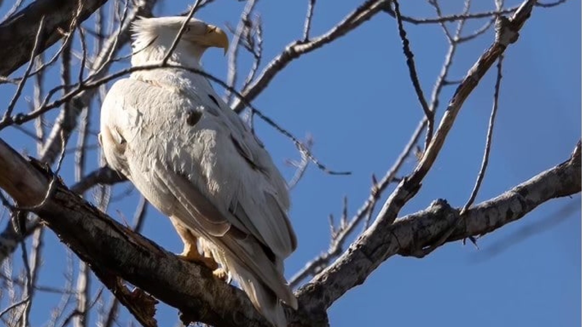 Rare all-white bald eagle spotted in Oklahoma | 11alive.com