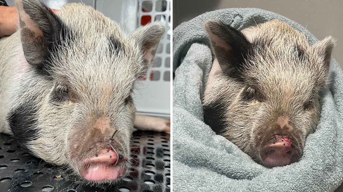 Potbellied pig found in Tampa Bay with metal shoved in snout | 11alive.com