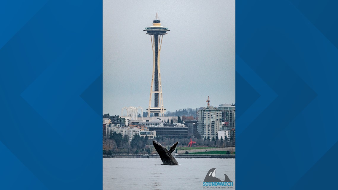 Whale breaches water in front of Space Needle in Seattle | 11alive.com