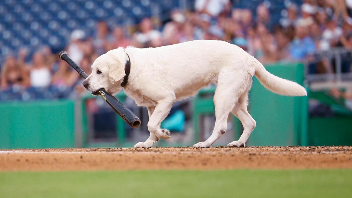 Clearwater Threshers' retired bat dog dies | 11alive.com