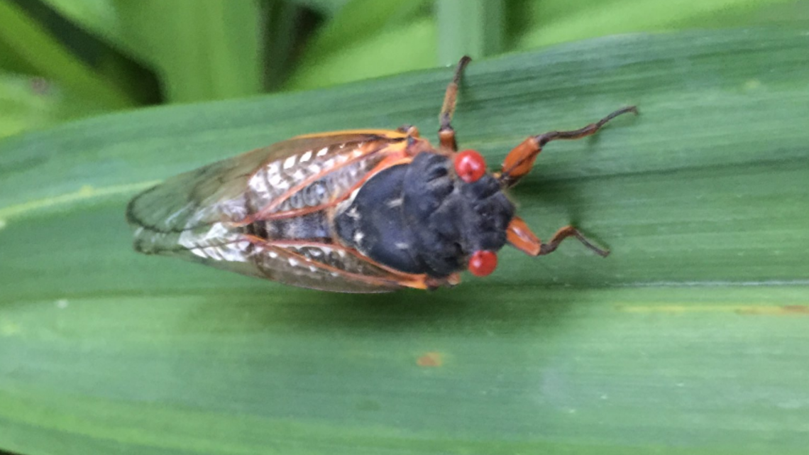 Cicadas underground for 17 years start to emerge | 11alive.com