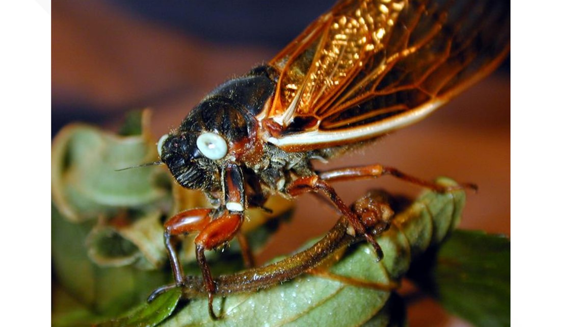 Cicada invasion 2021: Can a rare bug make you cash | 11alive.com