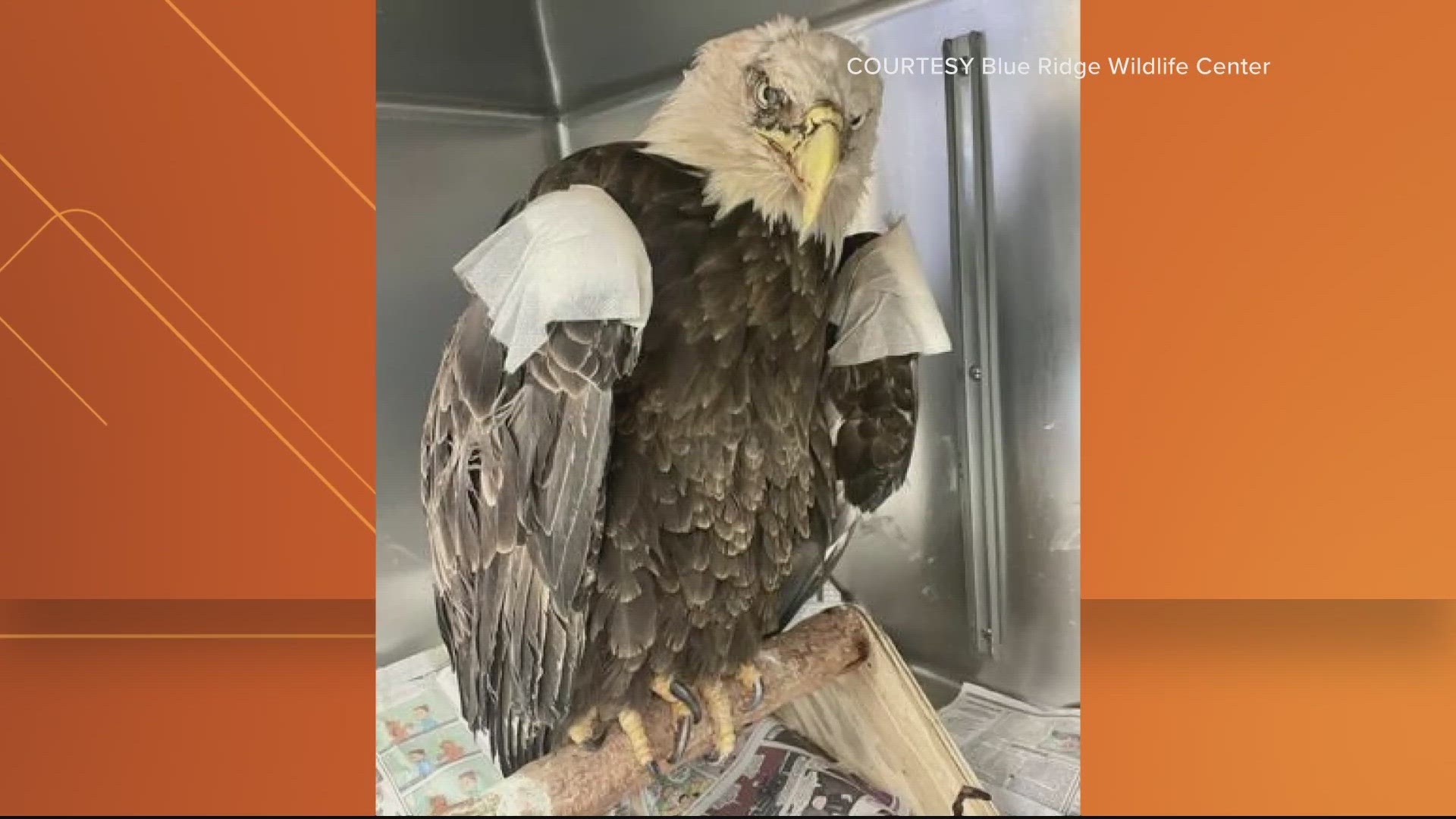 Rehabilitated bald eagle released into the wild in Virginia | 11alive.com