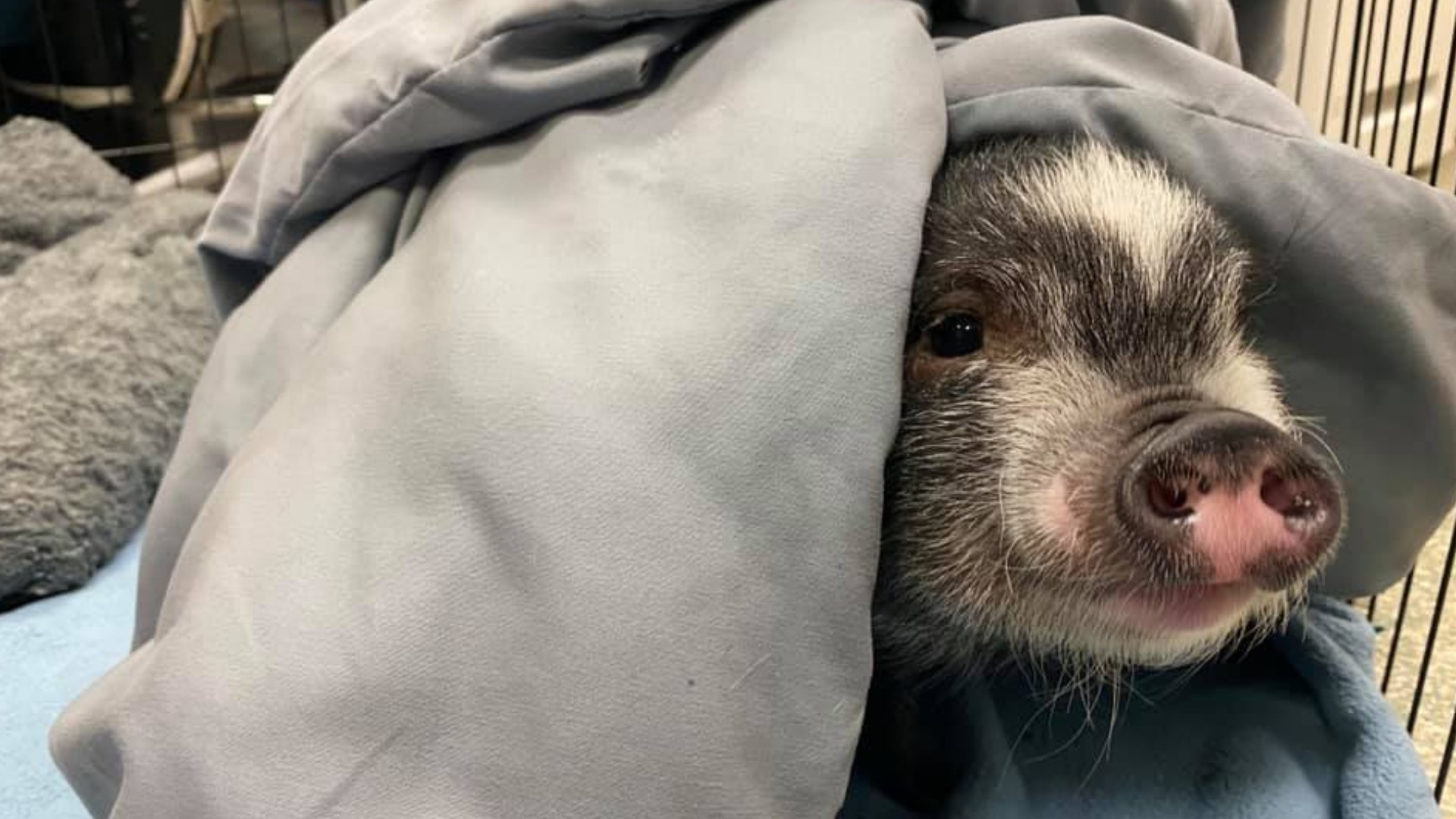 Washington DC pig breaks leg now better and happy | 11alive.com